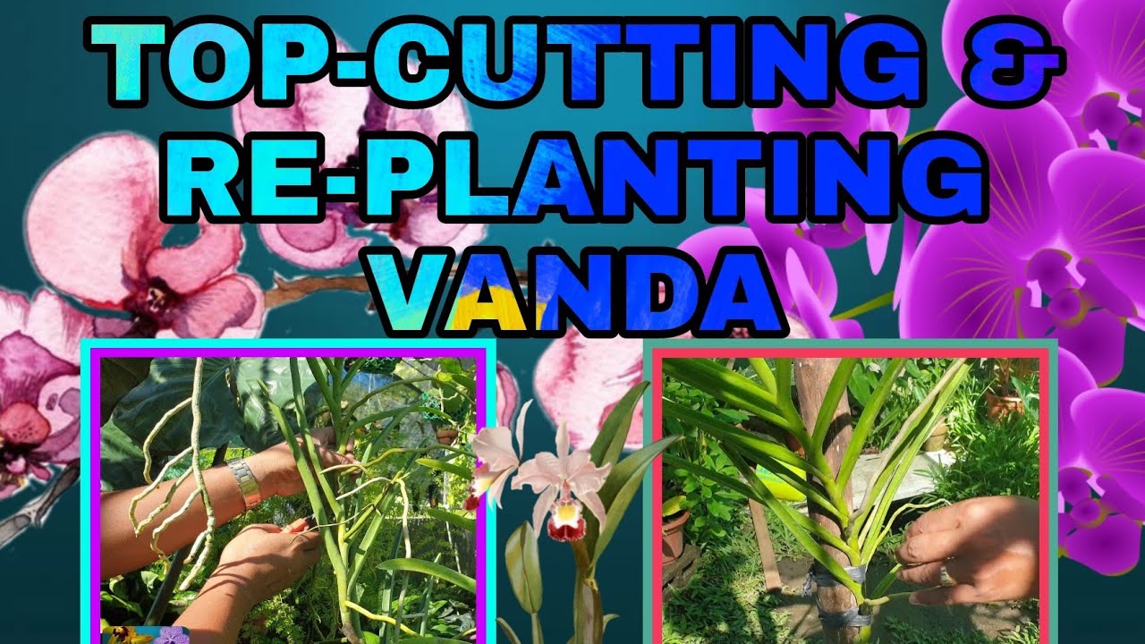 EASIEST TECHNIQUE IN PROPAGATING ORCHIDS (VANDA)|83 - YouTube