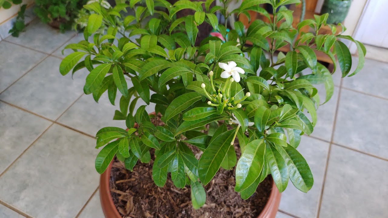 Mini jasmim: como plantar e cuidar. - YouTube