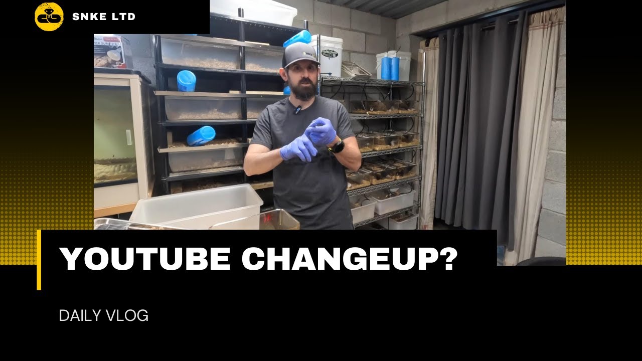 MIC'S & MICE! Mouse cleaning day and BALL PYTHON VLOG CHANGEUP! - YouTube