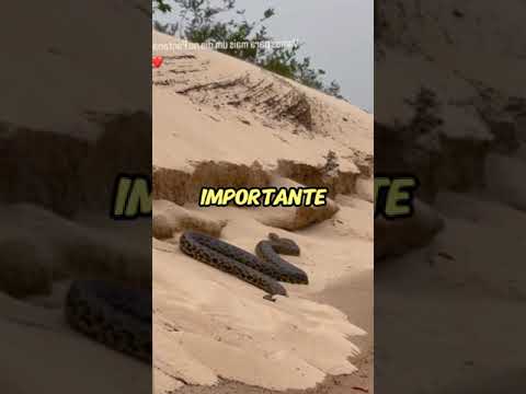 esa suegra, 🫢digo cobra es la anaconda 🐍🐍