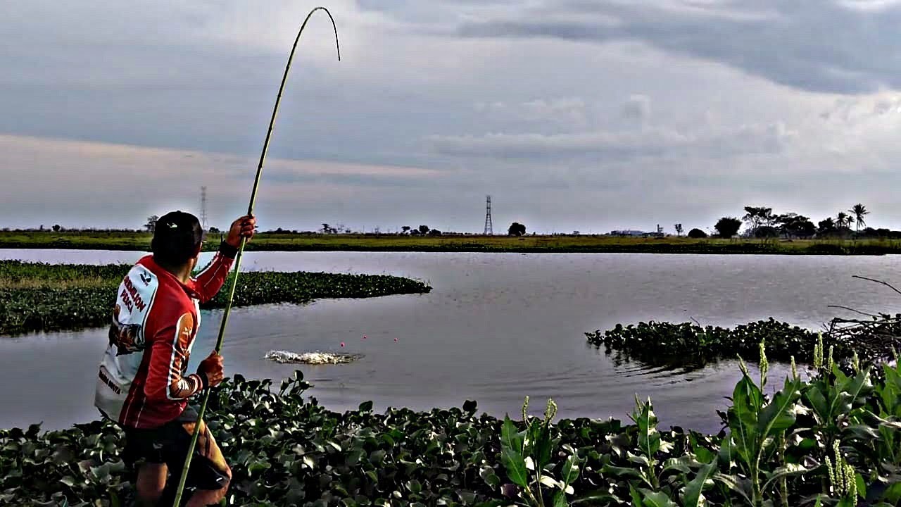 PESCARIA COM VARÃO,TILÁPIA GIGANTE. - YouTube