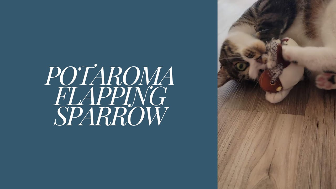 Potaroma Flapping Sparrow Bird Cat Toy - YouTube