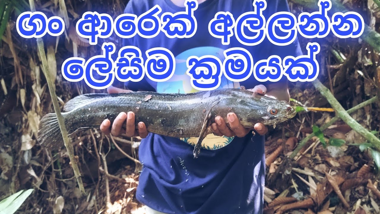 amazing!!! snakehead catching | River Fishing SRI Lanka 🇱🇰 | nilwala ...