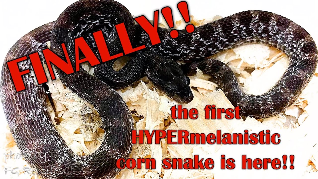 Introducing BLACK DIAMOND!! The newest corn snake mutation! - YouTube