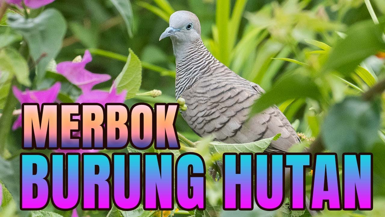 SUARA MERBOK UNTUK PIKAT Merbuk Kampung Kocak - YouTube