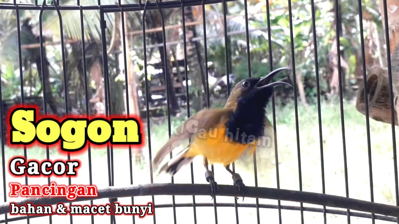 sogon gacor pemancing suara lawan - YouTube