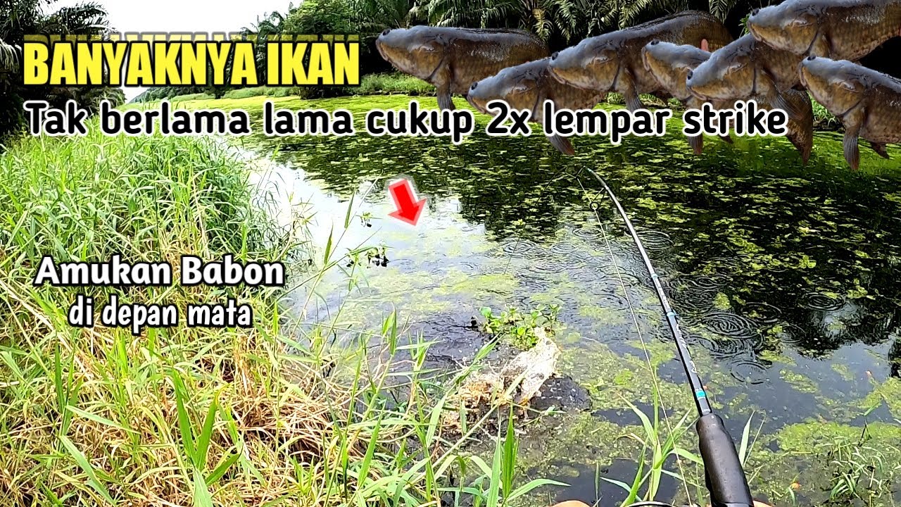 MANCING DI PARIT BANYAK IKANNYA CUKUP 2X LEMPAR DI SAMBAR - YouTube