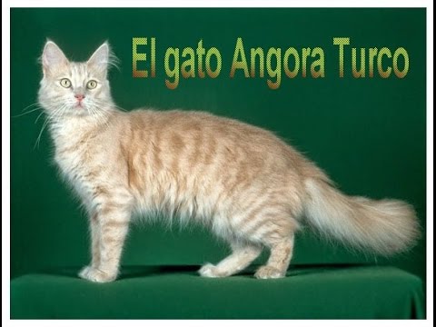 El Gato Angora Turco tabby crema - Razas de gatos - YouTube