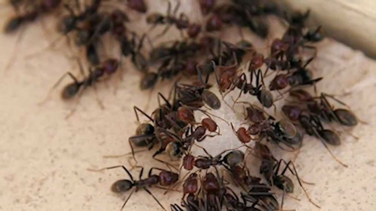 All Green Anti Ant System for your Home - YouTube