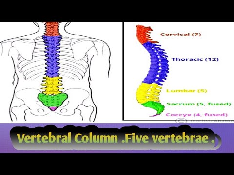 vertebral column_Structure_and function..Vertebrae (five groups of ...