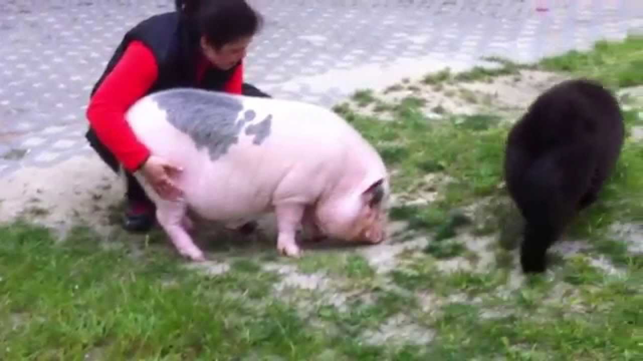 SEXY Desire e o MINI pig Stinky - YouTube