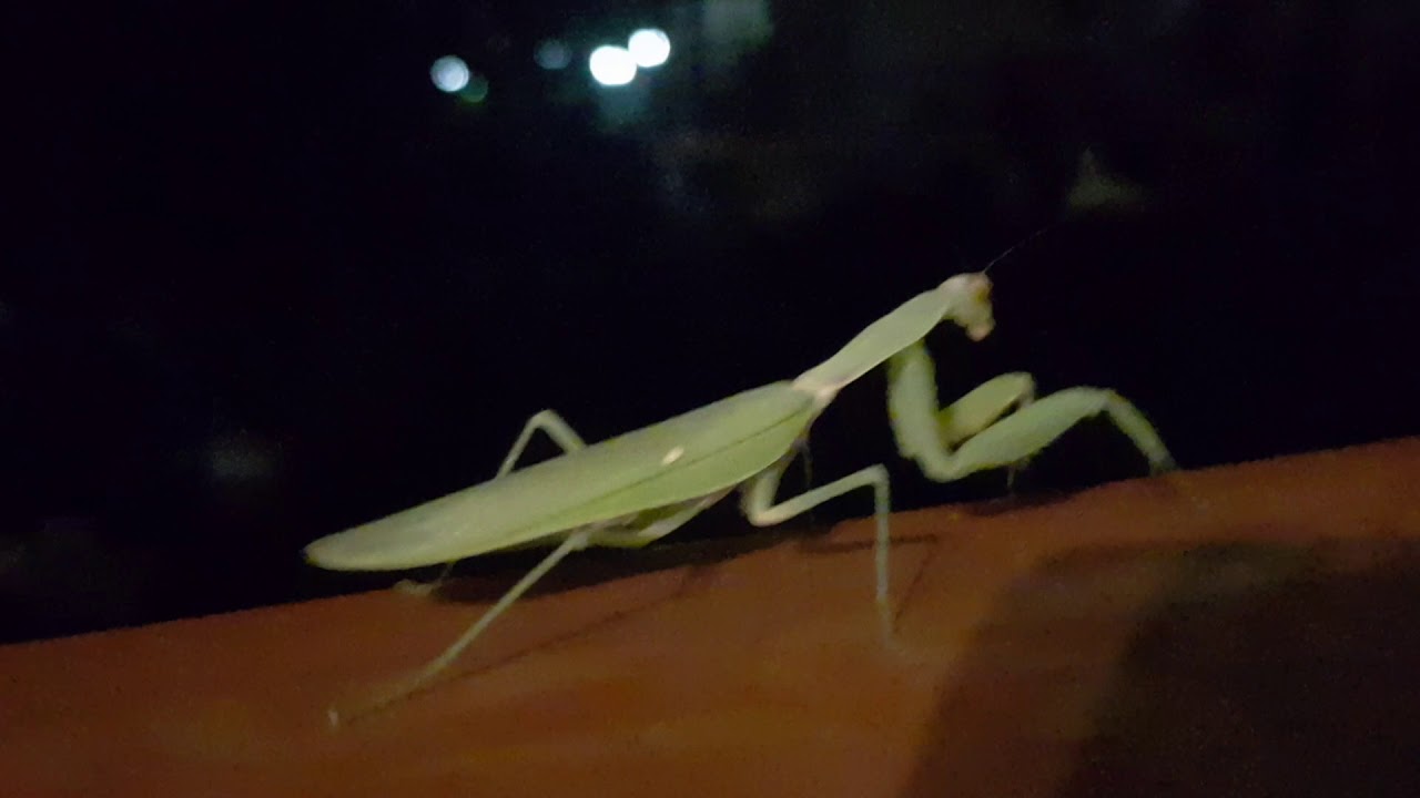 Dancing Praying Mantis on Drake song - YouTube