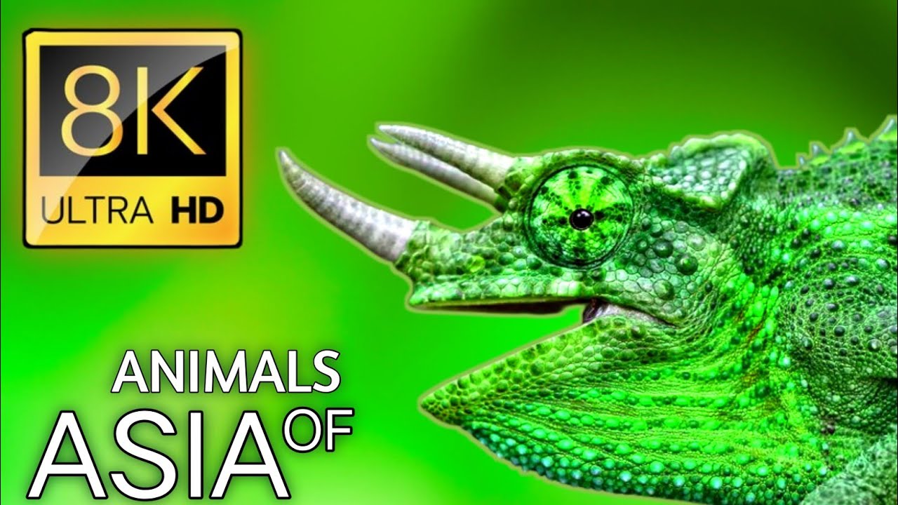 THE BEST ANIMALS 8K ULTRA HD / 60FPS HDR - YouTube