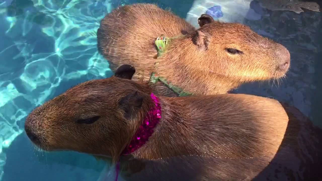 Sweetie The Capy Chatting With JoeJoe The Capybara - YouTube