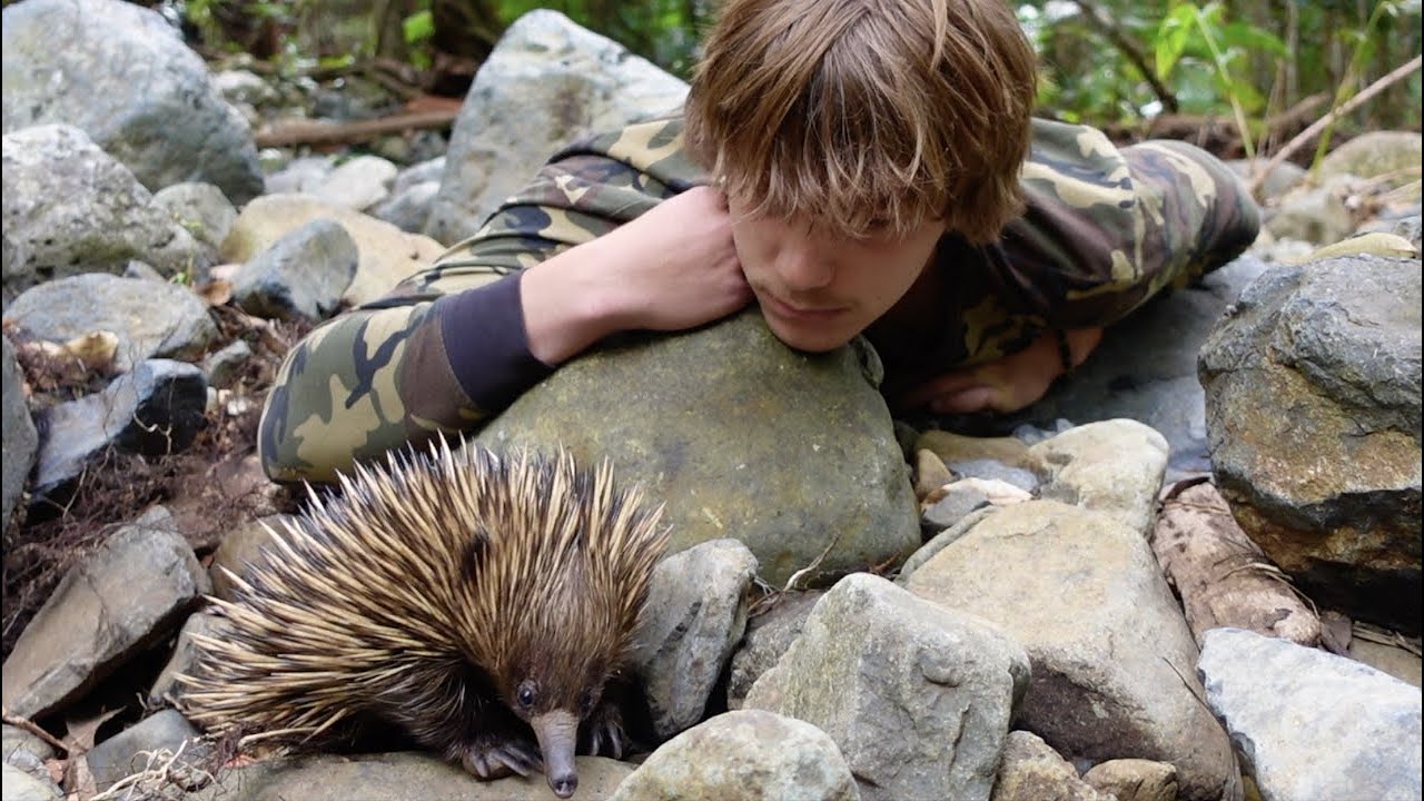 Venomous SNAKES & LIZARDS of AUSTRALIA! (Echidna Encounter) - YouTube