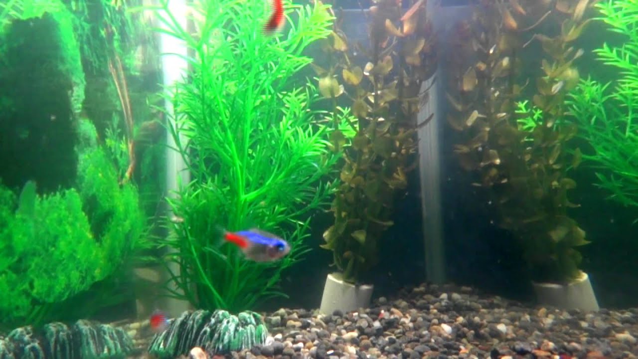 Guppy in under water HD camera - YouTube