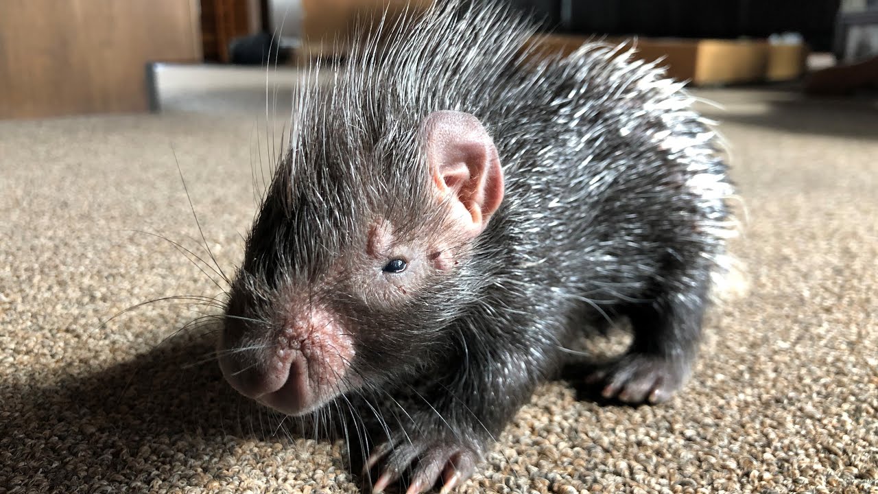 Newborn Baby Porcupine Voices its Opinion – Where’s my Mom? - YouTube