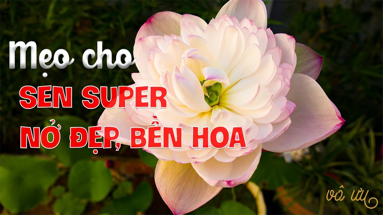 Mẹo để cho sen Super lotus nở đẹp, bền hoa | Hoa sen super lotus | Trợ ...