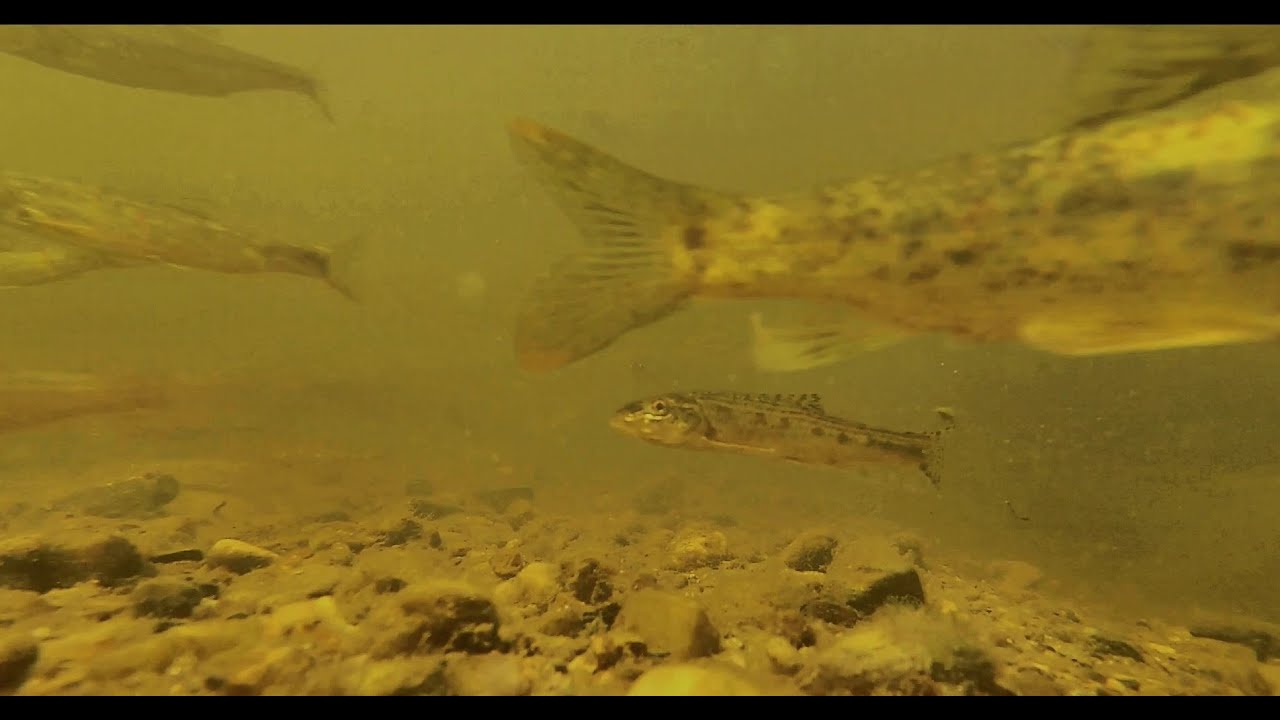 parau plin cu pesti in jud Cluj - YouTube