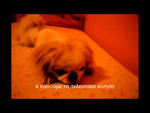 pekingese eating a biscuit - YouTube
