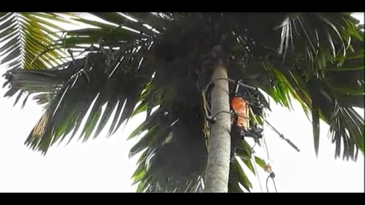 Betel Nut Climber & Sprayer Operating Instructions - YouTube