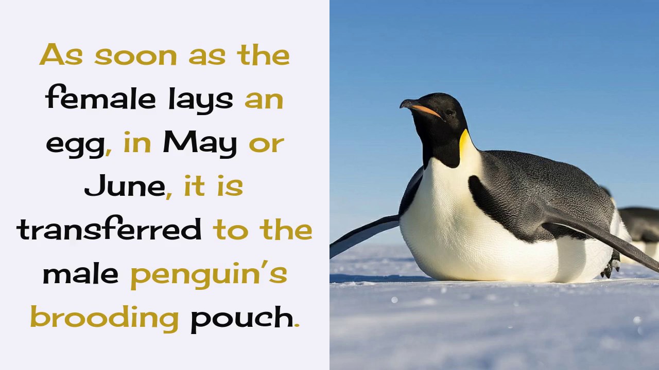 17 Interesting Facts You Should Know About Emperor Penguin YouTube 17-interesting-facts-you-should-know-about-emperor-penguin-youtube