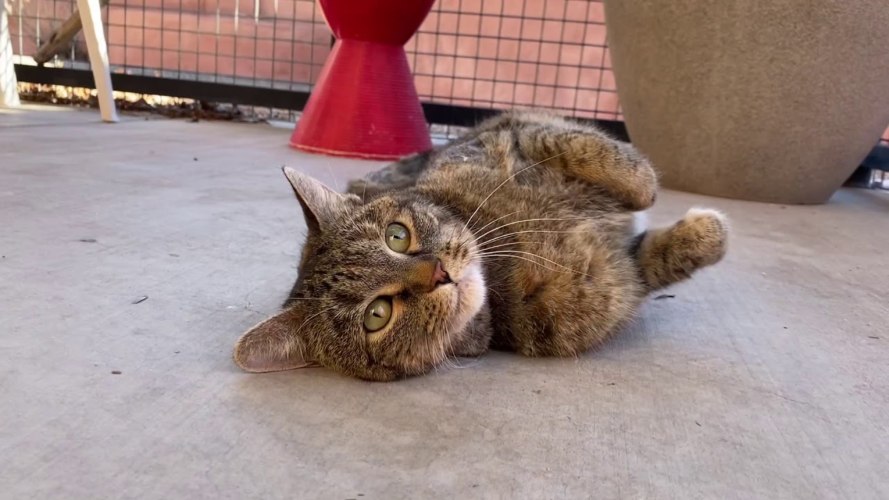 Meet adoptable cat Geneva! (ID 69698) - YouTube