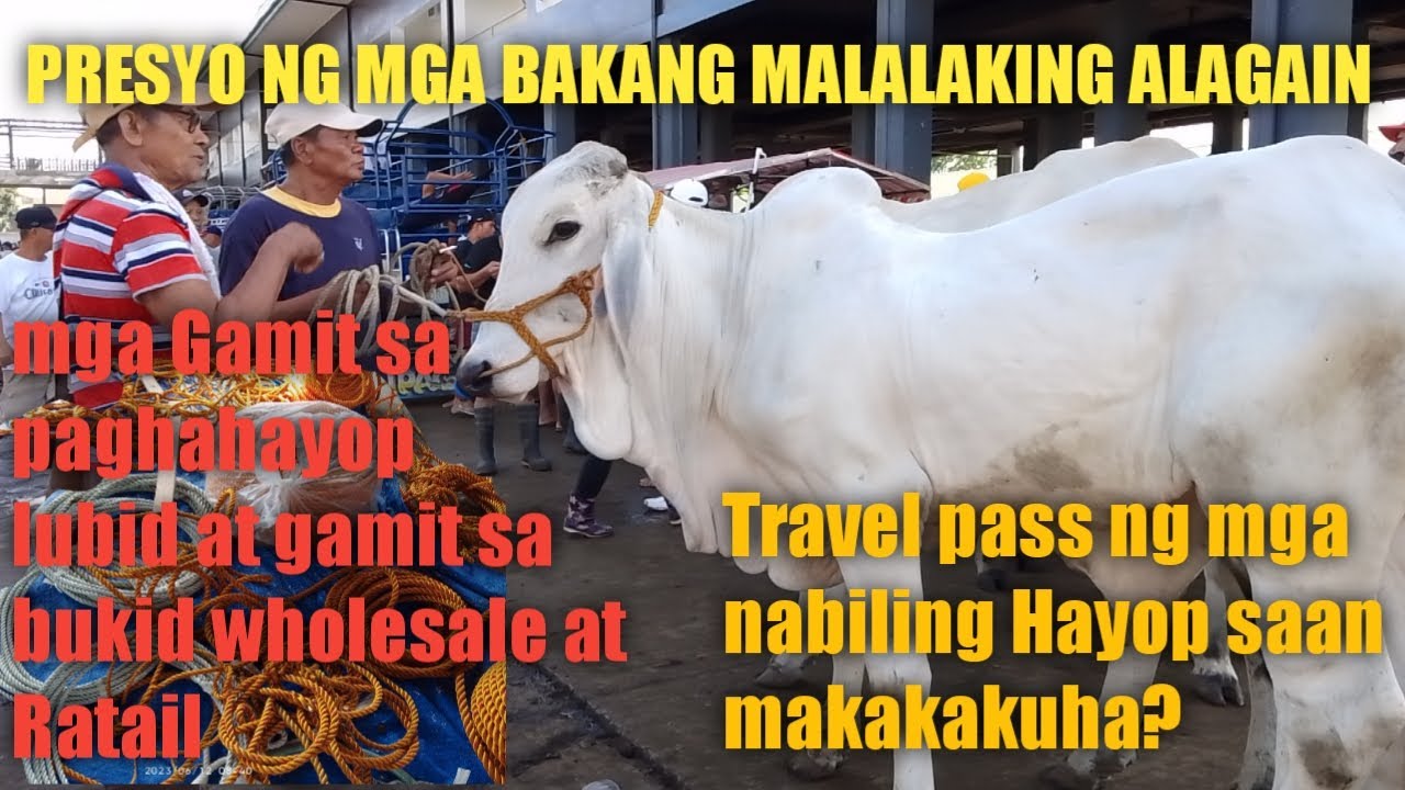 Price Update ng mga Bakang Alagain,Mahalagang impormasyon sa travel ...