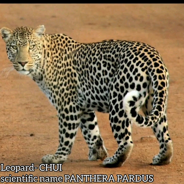 LEOPARD LESSON 1 - YouTube