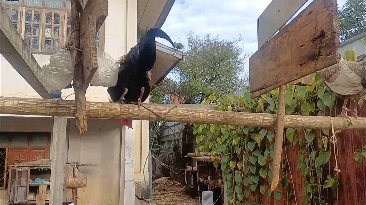 saib qaib dib ua ke nawb ib tsoom phooj ywg - YouTube