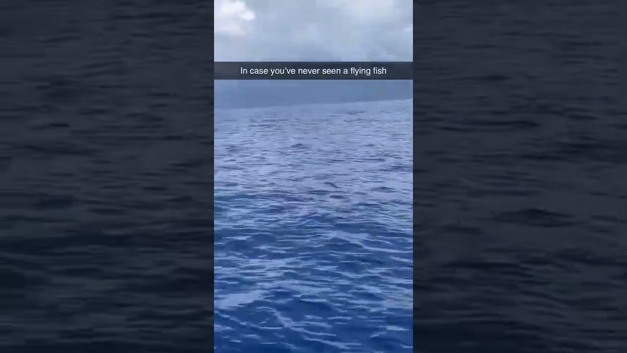 Amazing flying fish - YouTube