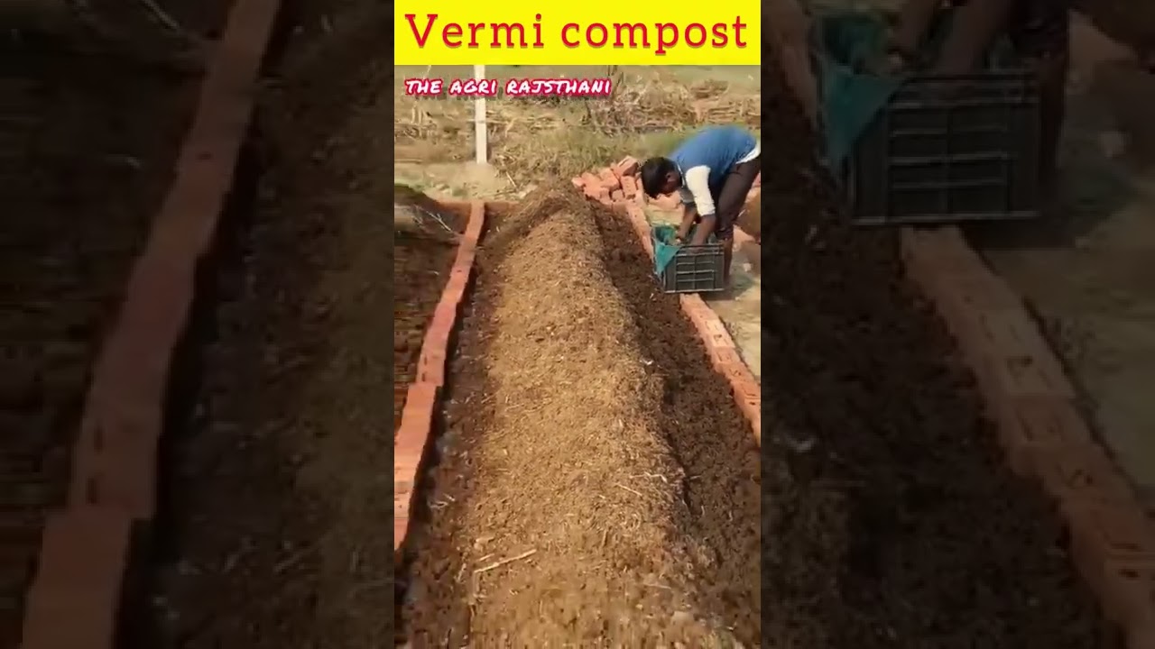 Vermi compost/ वर्मी खाद|#agriculture #india #kisan #vermicompost # ...