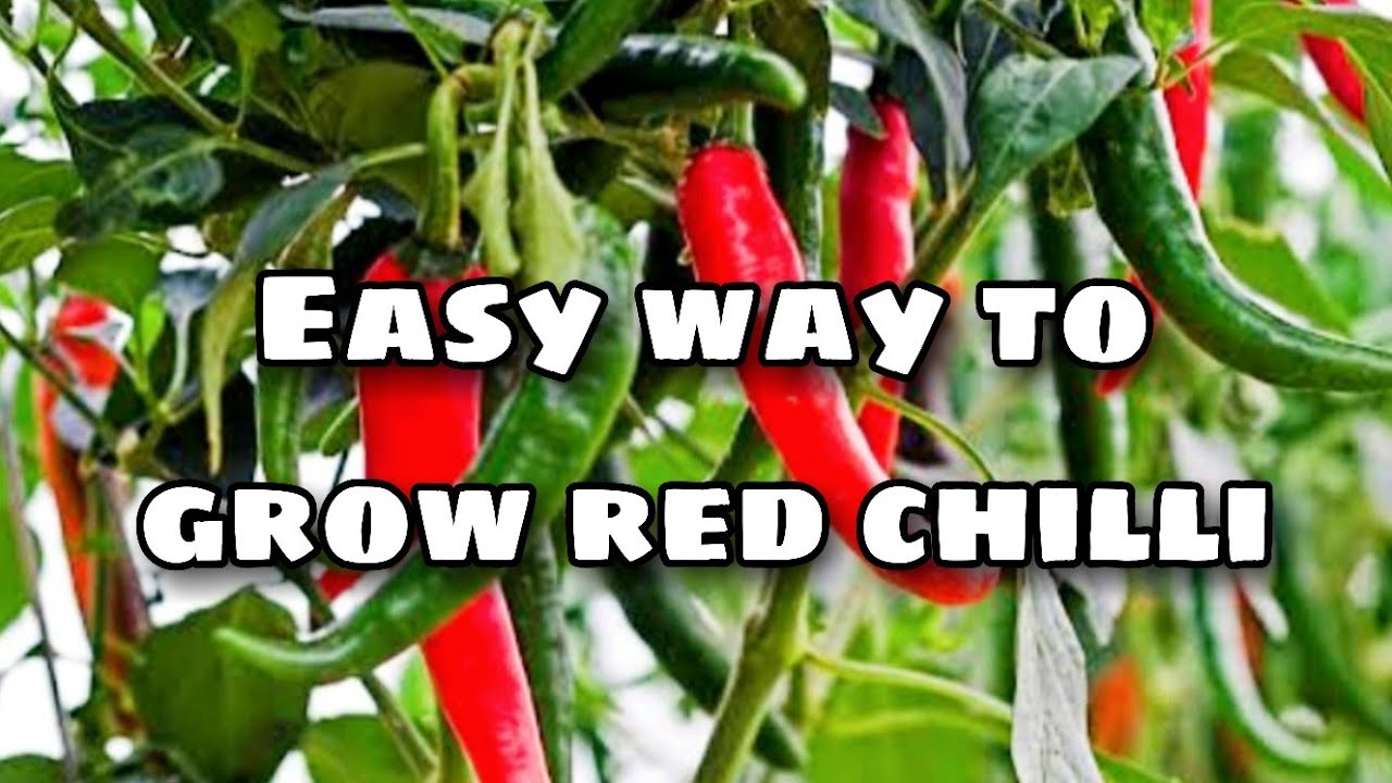 Paano magtanim ng siling labuyo | how to plant red chilli - YouTube