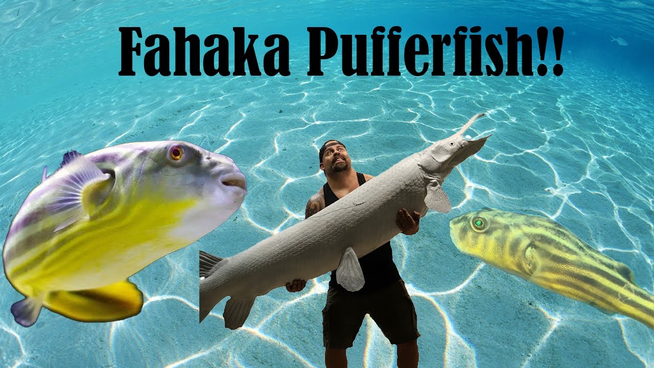 I bought A Fahaka Puffer From Predatory Fins!! - YouTube