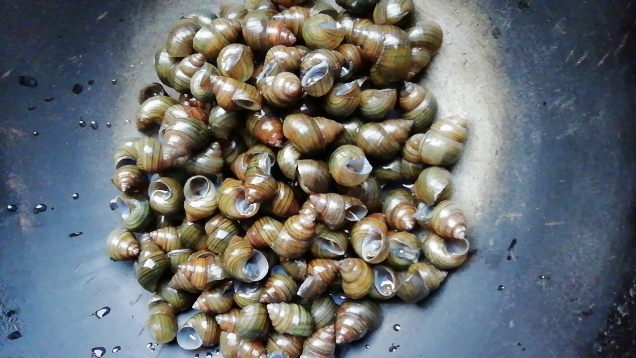 Snail Cooking Methods at Jasper Saranealis blog