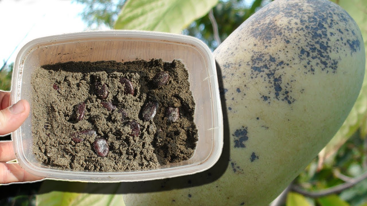 Kako čuvati i stratifikovati seme indijanske banane (asimina triloba ...