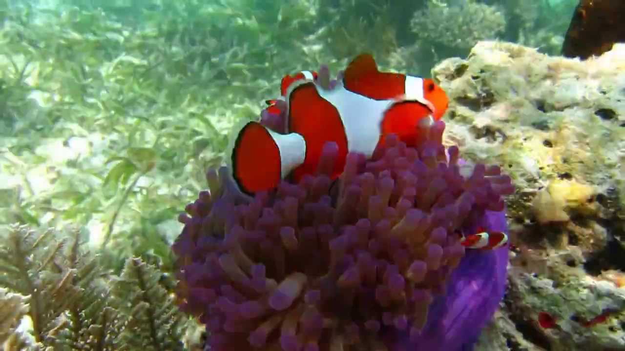 Clown fish in Natural habitat - YouTube