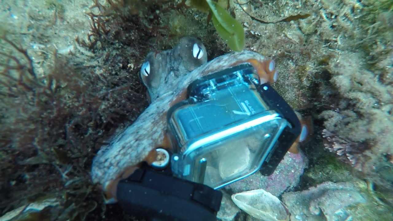 Freediving to the sunken motorbike at Shelly. Lots of fish, curious ...