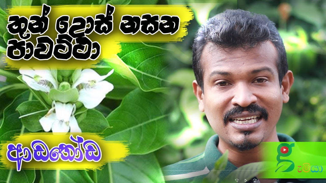 195 වසංගත කාලේ පෙනහලු ශක්තිමත් කරන සෙම් රෝග නසන පාවට්ටා sri lanka ...
