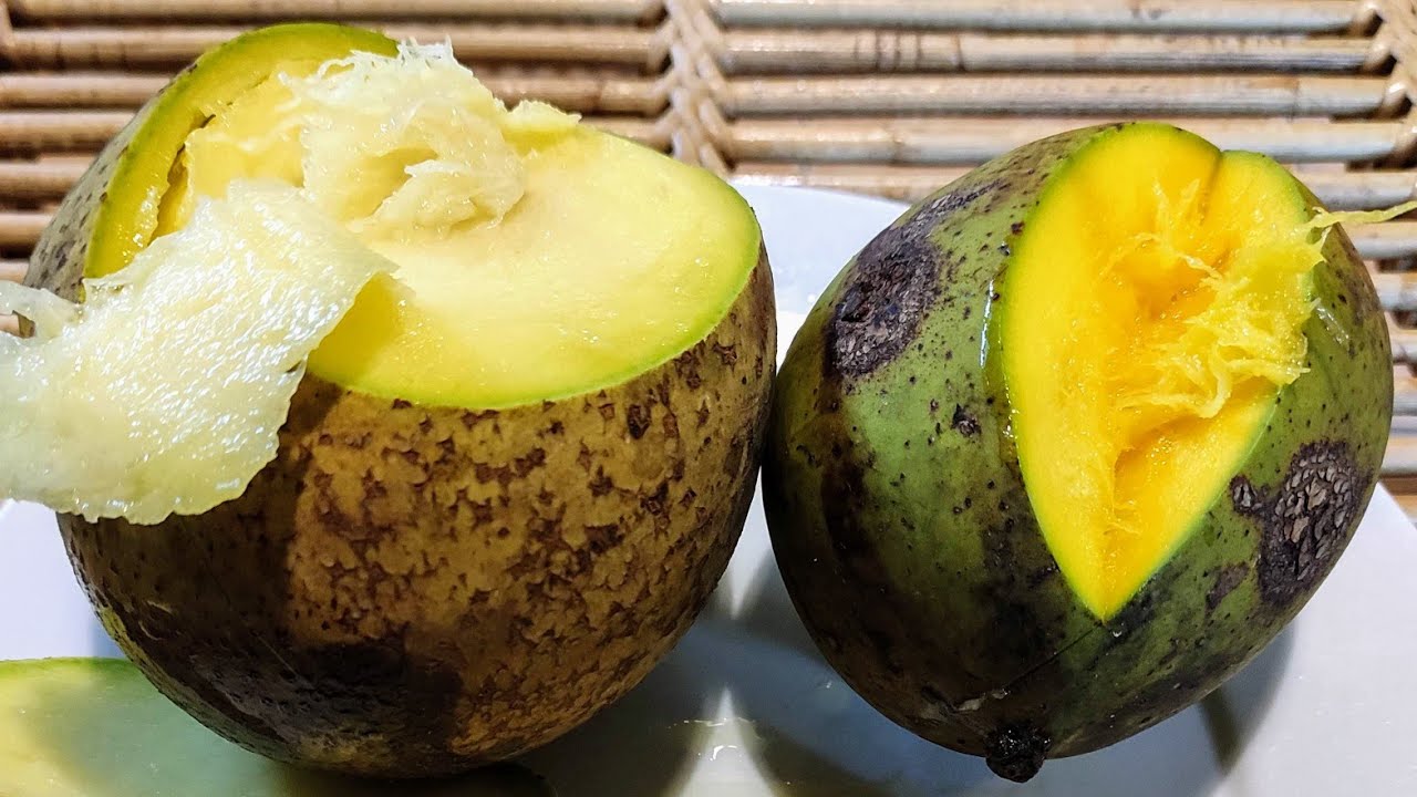 Please id Jungle Mango Hybrid (Mangifera sp) in Borneo - YouTube