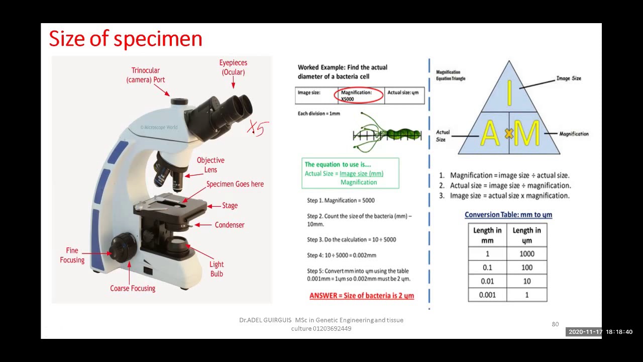 The cell , part 4 : size of specimen - YouTube