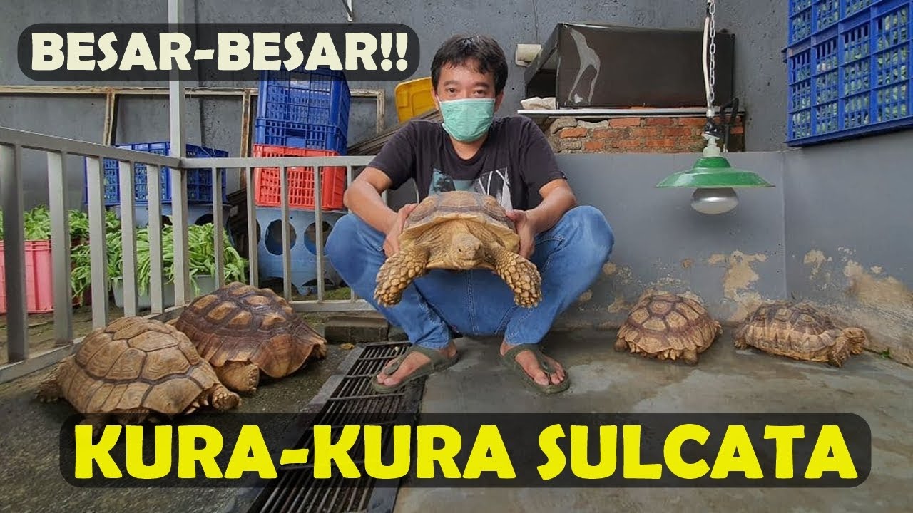 Kura-Kura Sulcata Terbesar - YouTube