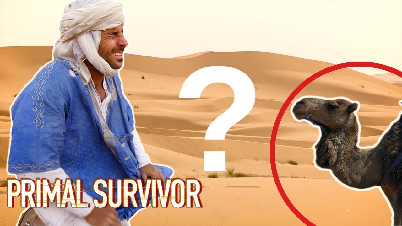 Abandoned in THE SAHARA DESERT By Stubborn Camel | Primal Survivor ...