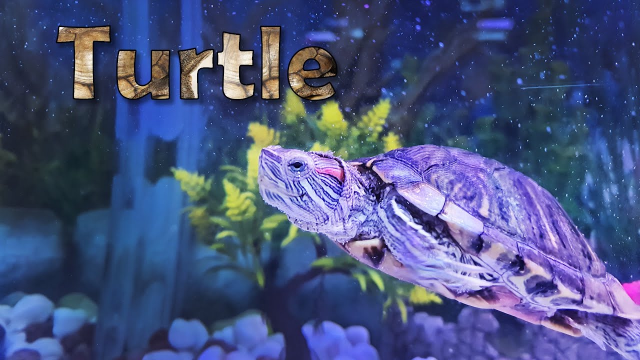 Turtle with Fish - YouTube