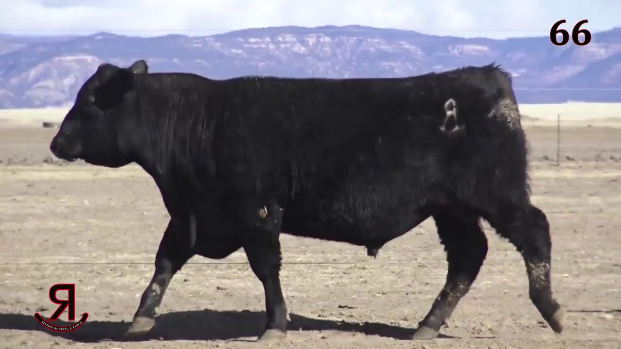 Reverse Rocking R Ranch Lot 66 - YouTube