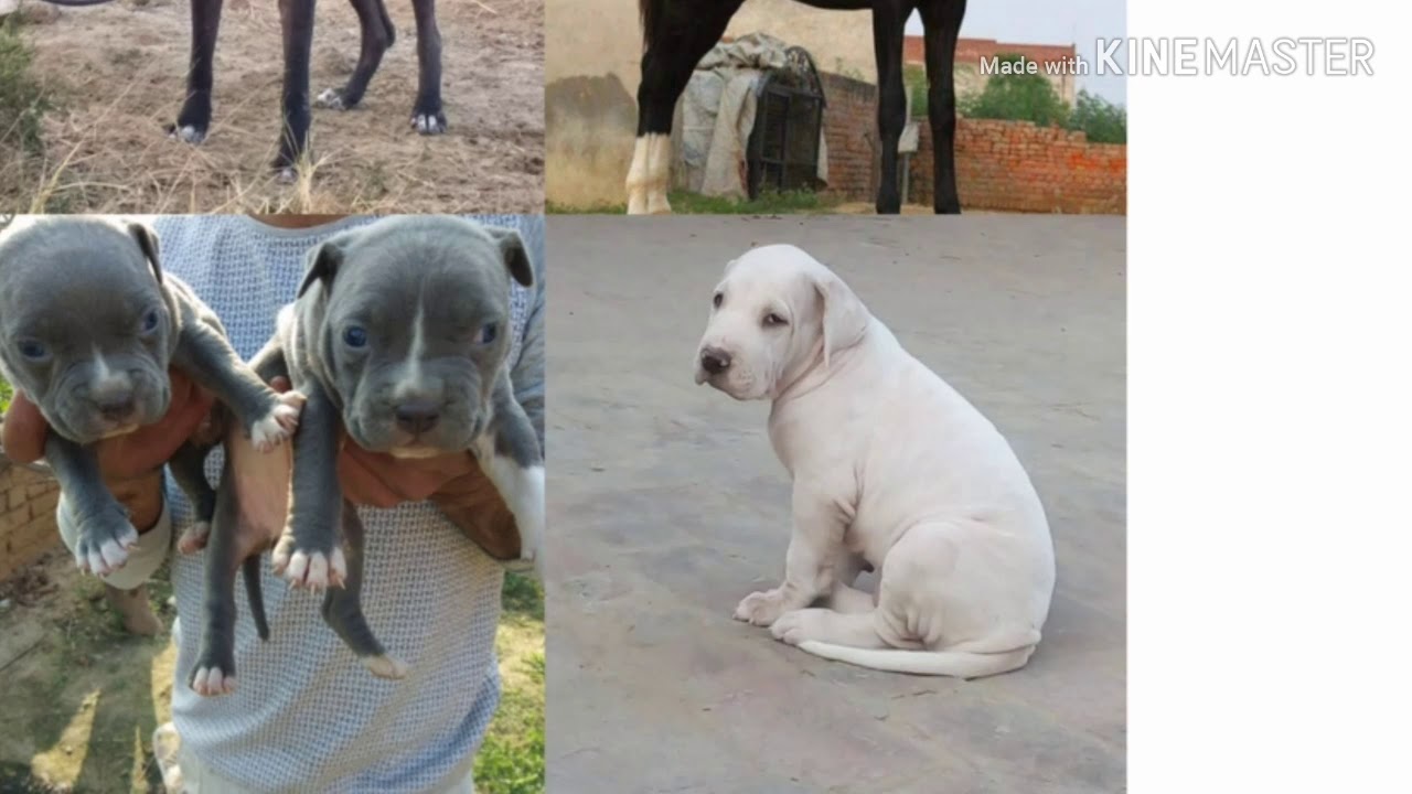 Pakistani bully puppy bully kutta. import line Bully kuta - YouTube