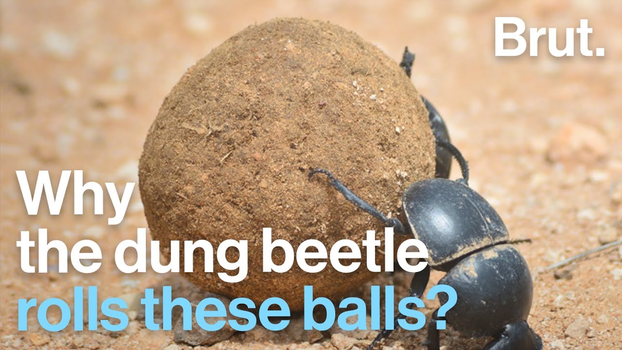 Why The Dung Beetle Is Rolling This Ball - YouTube