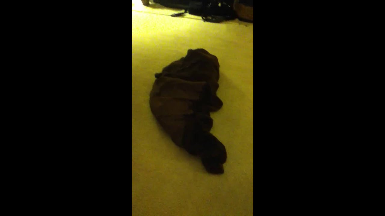 the mysterious talking turd - YouTube