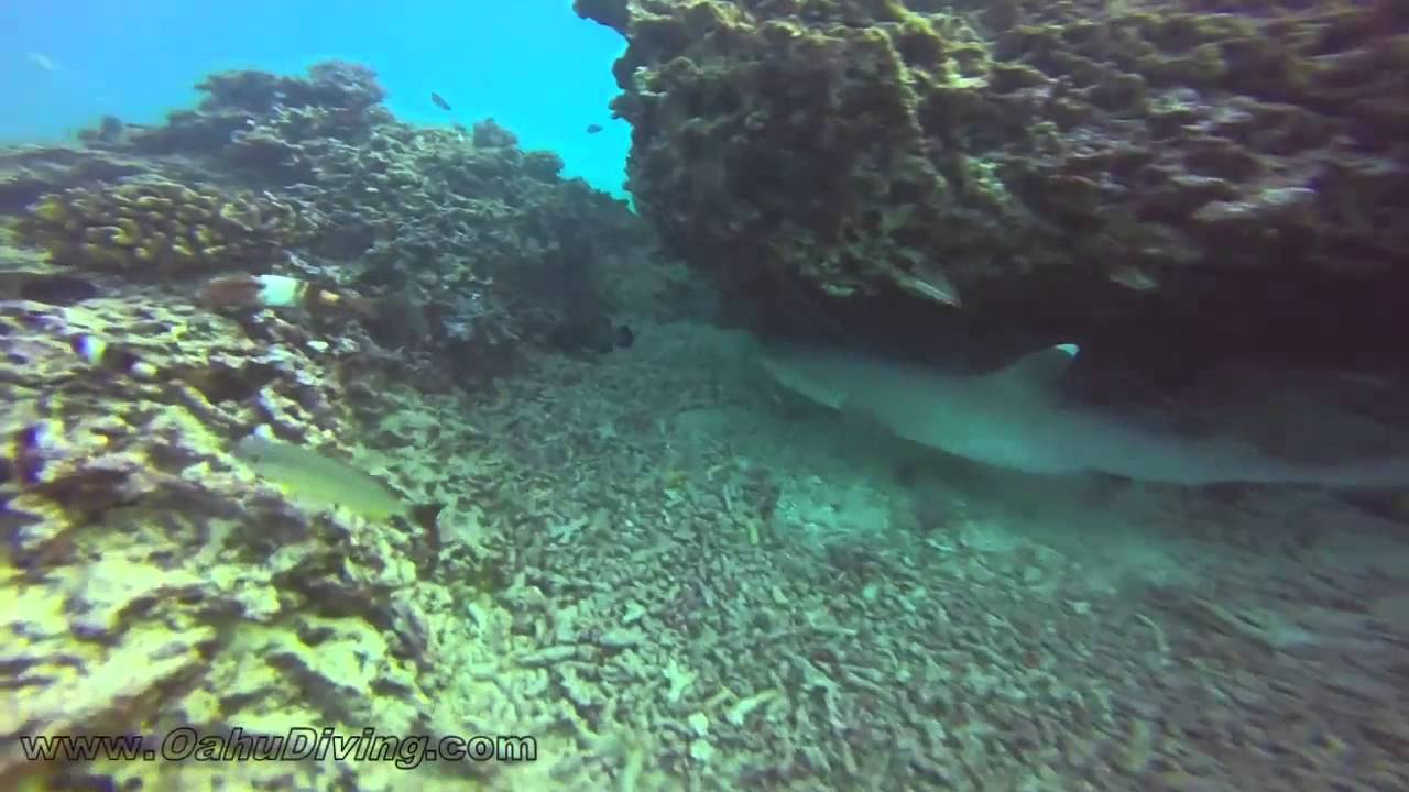 Tauchen in Hawaii, plongée sous-marine à Hawaii, غواصی در هاوایی - YouTube