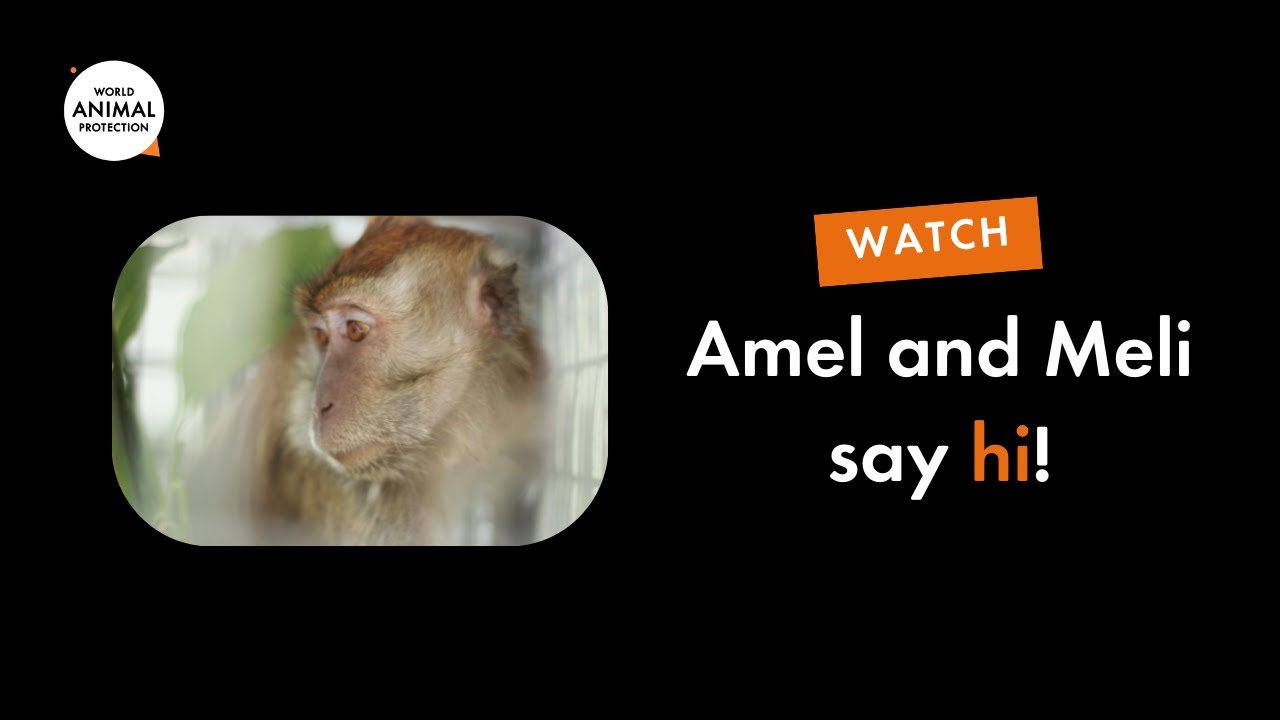 Monkey update: New besties Amel and Meli say hi! - YouTube